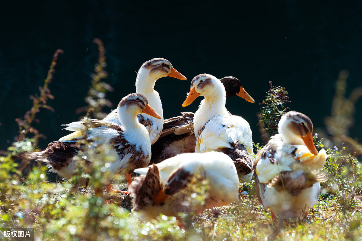 Premium Vitamin Premix Manufacturer,High Quality Nutrition - Ruipu ...