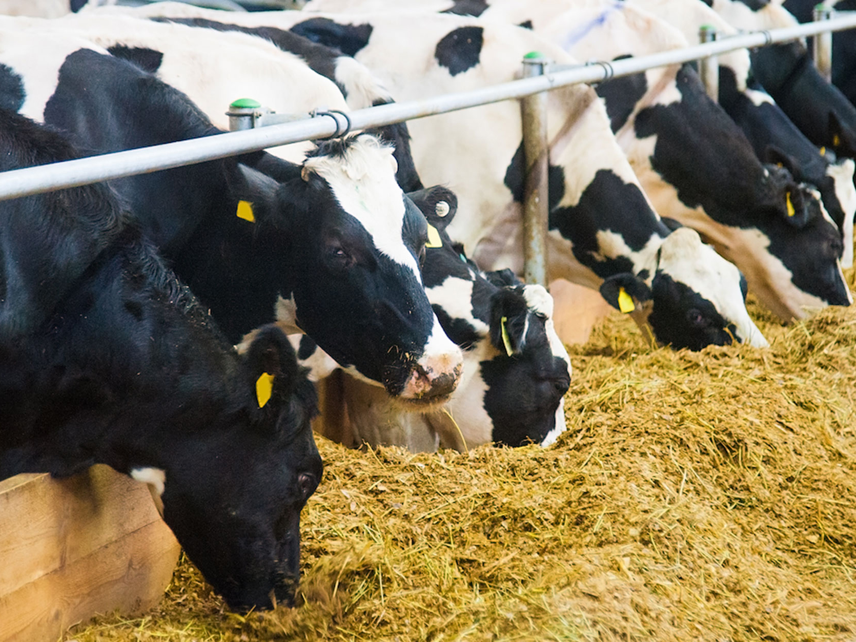 Feed Special Vitamin Premix Supplier,Good Stability - Ruipu Biological